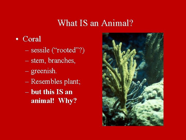 ANIMAL EMBRYOLOGY A brief essay on relationships of