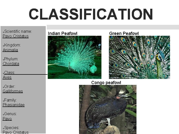 THE PEACOCK By Bella Najarro CLASSIFICATION o Scientific