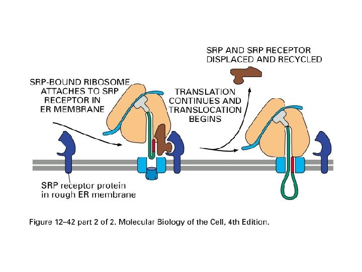 Rough Endoplasmic Reticulum Lecture 19 BSCI 420421 Oct