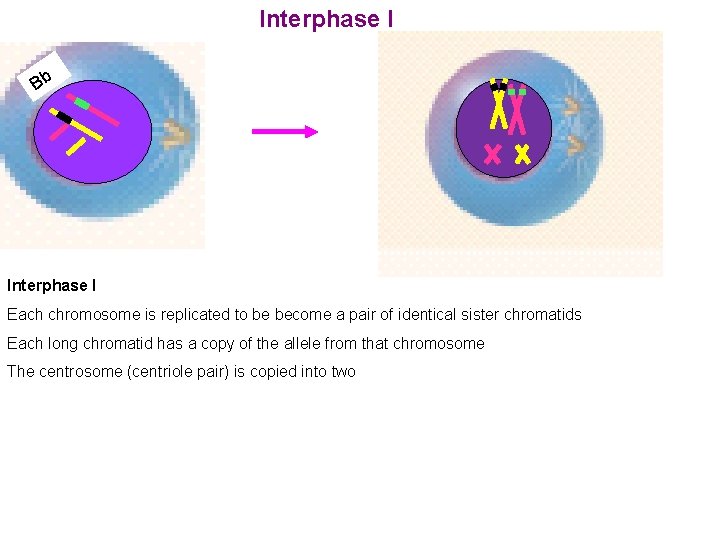 Meiosis Summary DIRECTIONS Bb DIRECTIONS Draw the parent