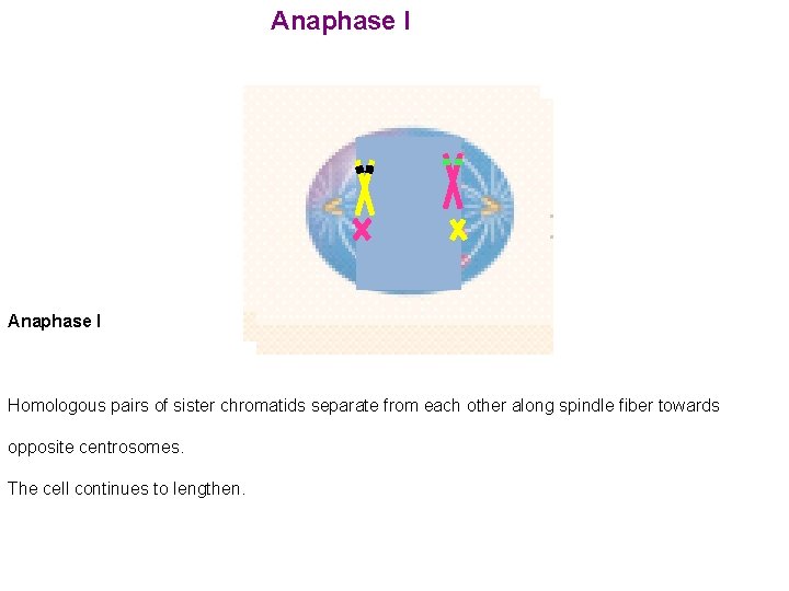Meiosis Summary DIRECTIONS Bb DIRECTIONS Draw the parent