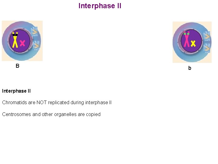 Meiosis Summary DIRECTIONS Bb DIRECTIONS Draw the parent
