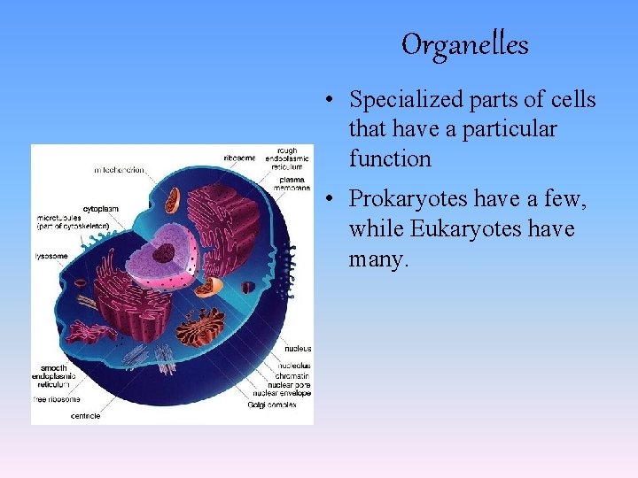 Cell Organelles Organelles Specialized parts of cells that