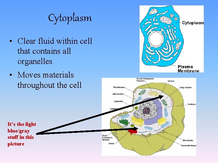 Cell Organelles Organelles Specialized parts of cells that