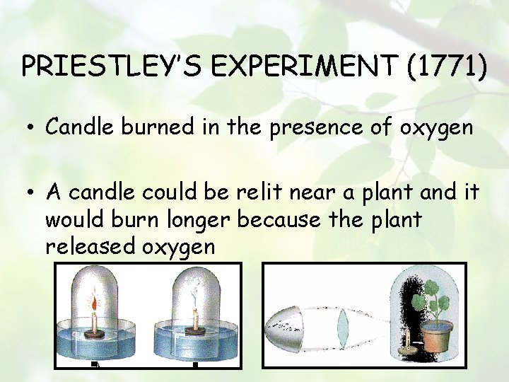 PHOTOSYNTHESIS CELLULAR RESPIRATION REMEMBERCHARACTERISTICS OF LIVING ...