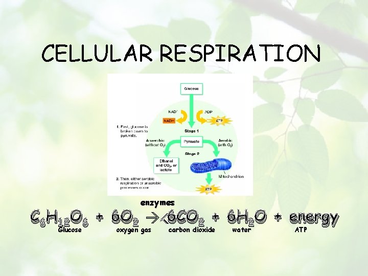 PHOTOSYNTHESIS CELLULAR RESPIRATION REMEMBERCHARACTERISTICS OF LIVING ...