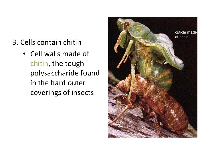 Chapter 22 Fungi I Kingdom Fungi A Characteristics