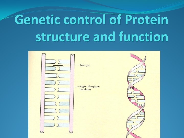Genetic control of Protein structure and function DNA