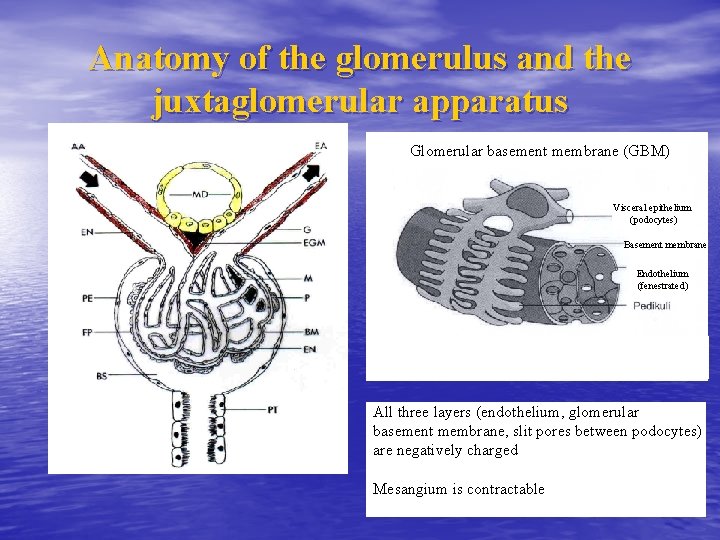Glomerular Diseases Anatomy of the glomerulus and the