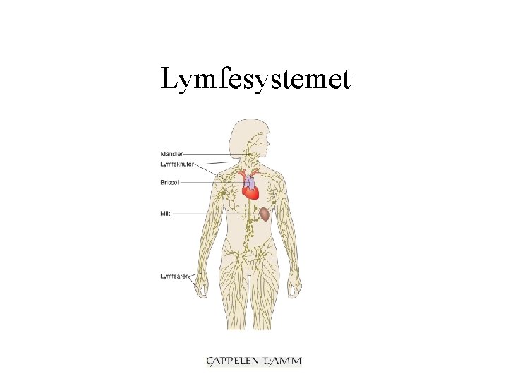 Immunforsvaret Oppgaver forsvare oss mot sykdomsfremkallende ...
