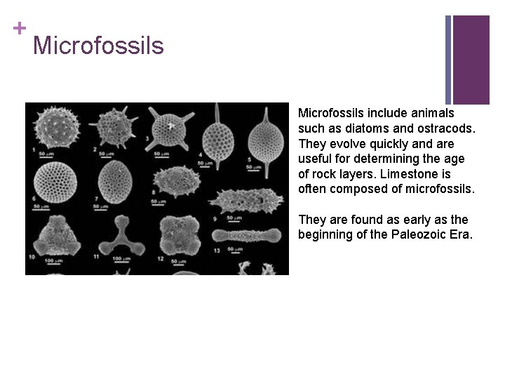 Fossils Goals n Compare and contrast fossils Use