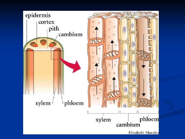 Transport in Plants a Xylem n n Dead