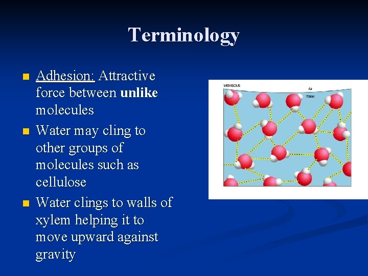 Transport in Plants a Xylem n n Dead