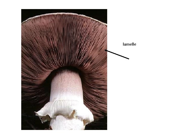 Basidiomycota Funghi pi noti eduli patogeni Dal ciclo