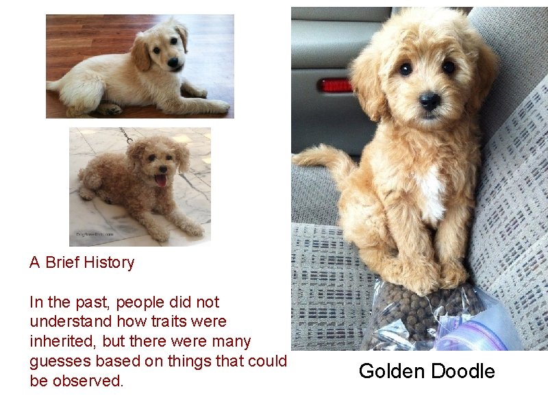 Introduction to Genetics Complete Dominance A Brief History