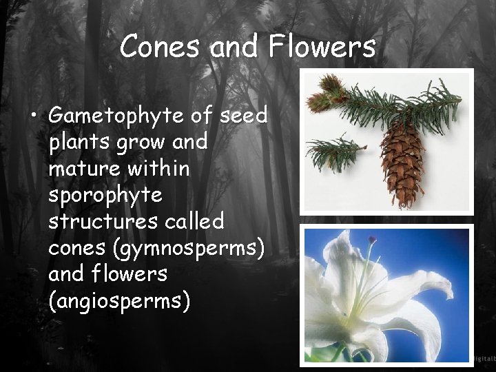 Plant Diversity What Is A Plant Multicellular eukaryotes