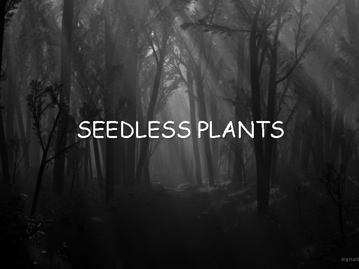 Plant Diversity What Is A Plant Multicellular eukaryotes