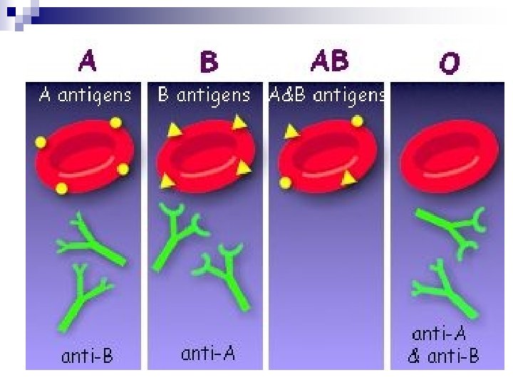Blood Types Biology Three 19 5 Blood Types