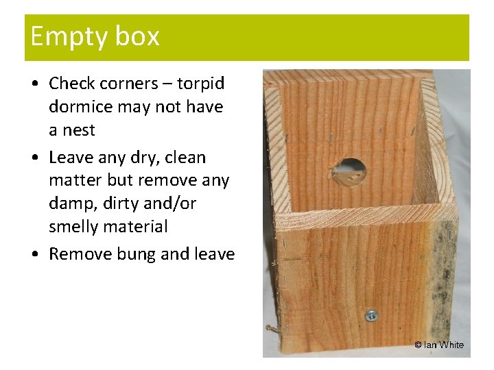 Checking dormouse boxes Peoples Trust for Endangered Species