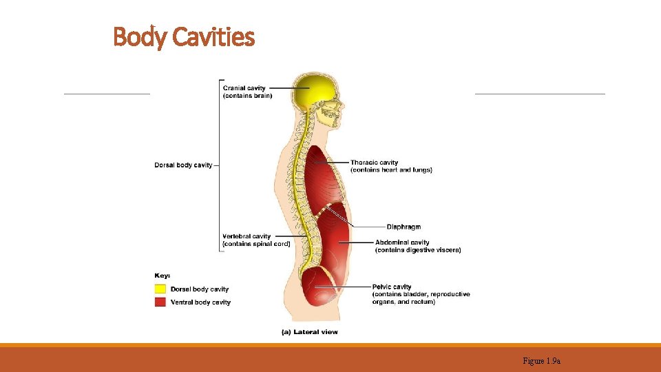 Body Cavities 11 9 17 Bell Work 1