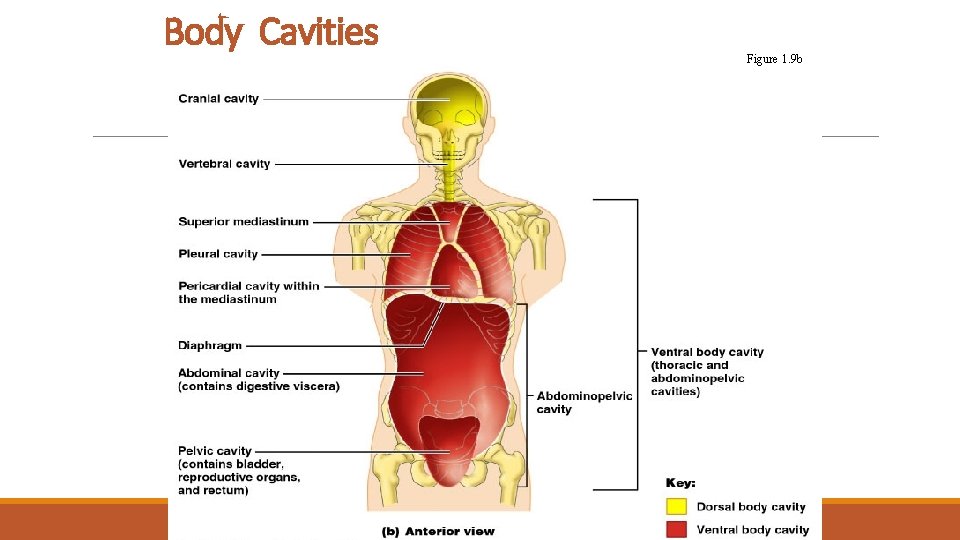 Body Cavities 11 9 17 Bell Work 1