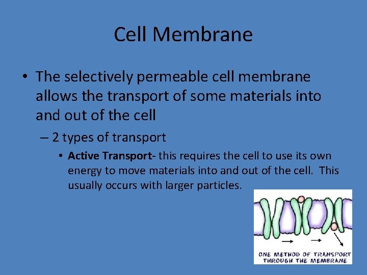 Chapter 11 The Cell Basic Unit of Life