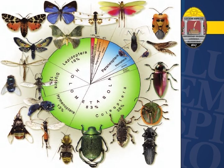 19 000 Insectos 140 Pases 9000 de Honduras