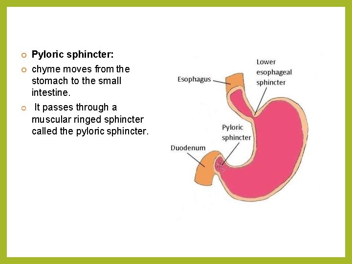 HUMAN DIGESTIVE SYSTEM OVERVIEW Major organs Mouth Esophagus