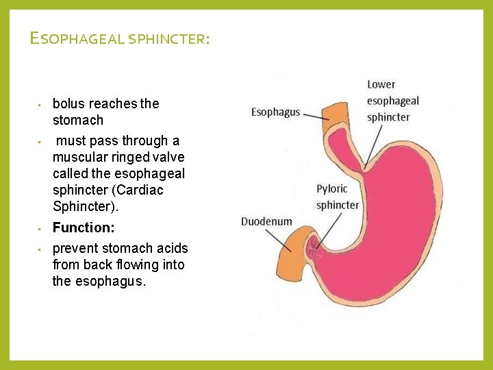 HUMAN DIGESTIVE SYSTEM OVERVIEW Major organs Mouth Esophagus
