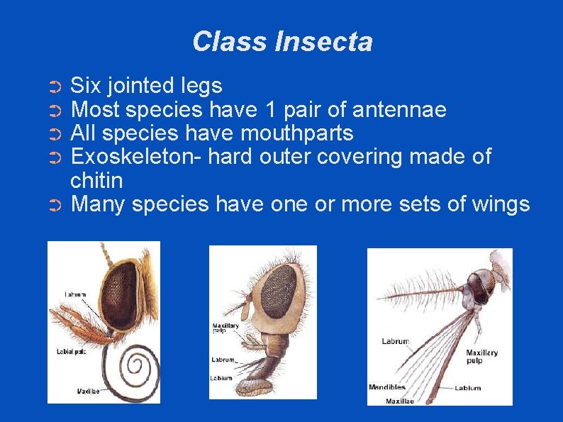 Arthropods Objectives List 4 main characteristics of arthropods