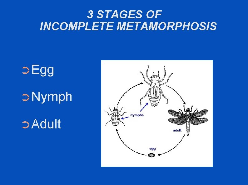 Arthropods Objectives List 4 main characteristics of arthropods