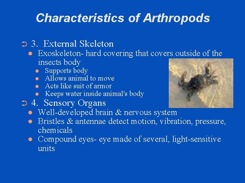 Arthropods Objectives List 4 main characteristics of arthropods