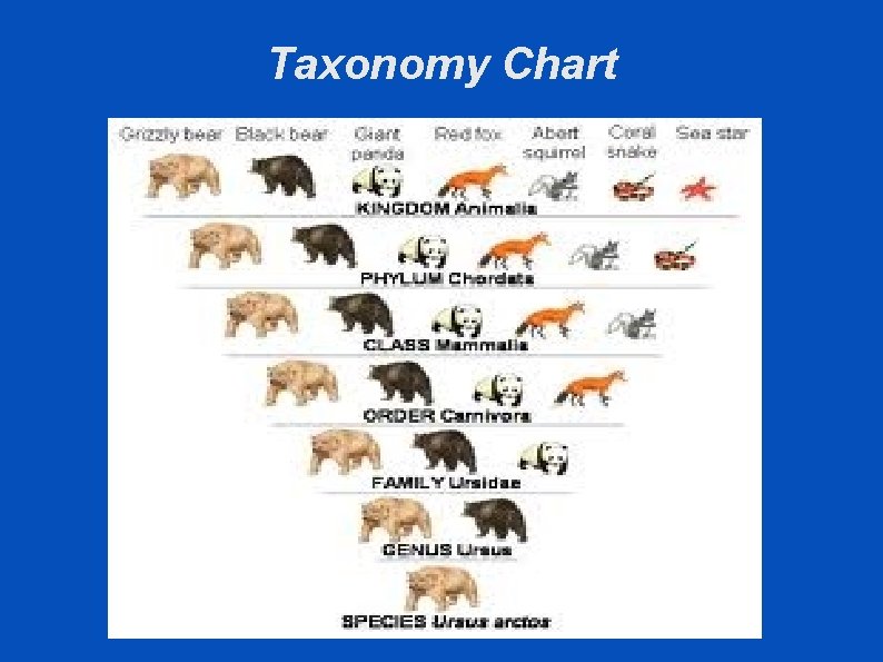 Arthropods Objectives List 4 main characteristics of arthropods