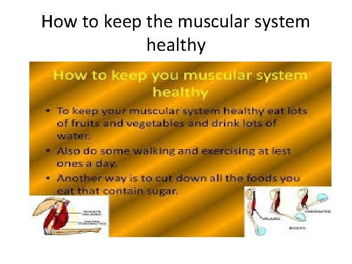 Main components The main components of the muscular