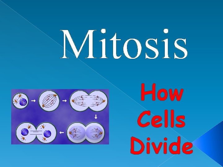 Mitosis How Cells Divide Have you ever wondered