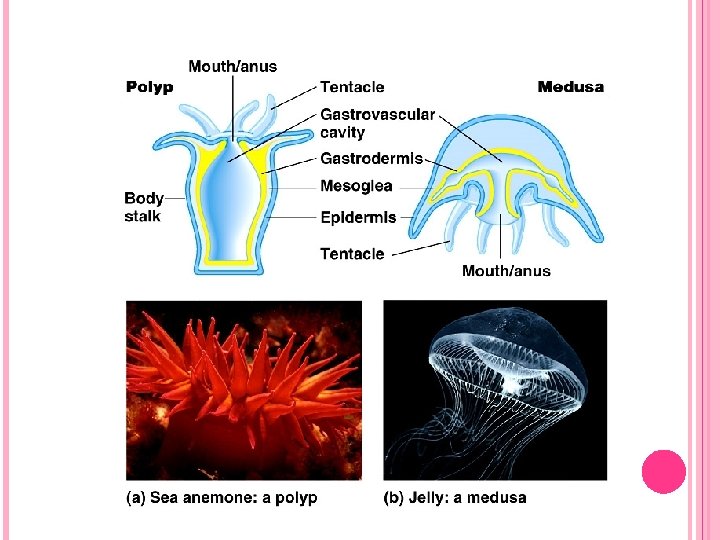 COELENTERATA GENERAL CHARACTERS AND CLASSIFICATION PRESENTED BY Dr