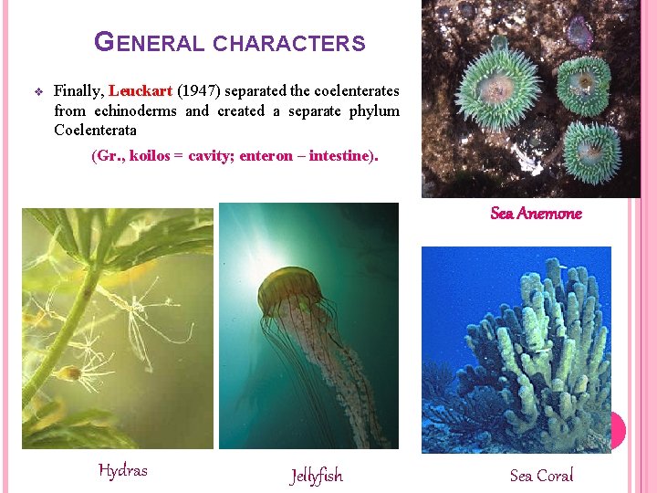 COELENTERATA GENERAL CHARACTERS AND CLASSIFICATION PRESENTED BY Dr