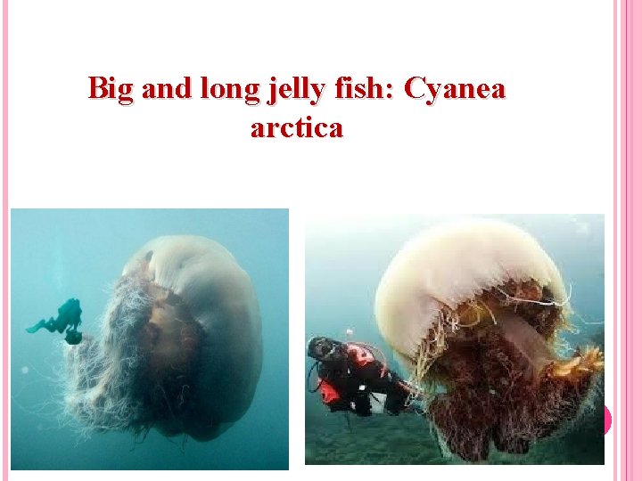 COELENTERATA GENERAL CHARACTERS AND CLASSIFICATION PRESENTED BY Dr