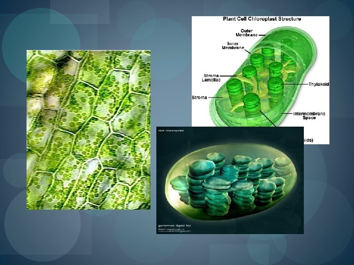 CELLULAR ORGANELLES A Spotlight on Research What are