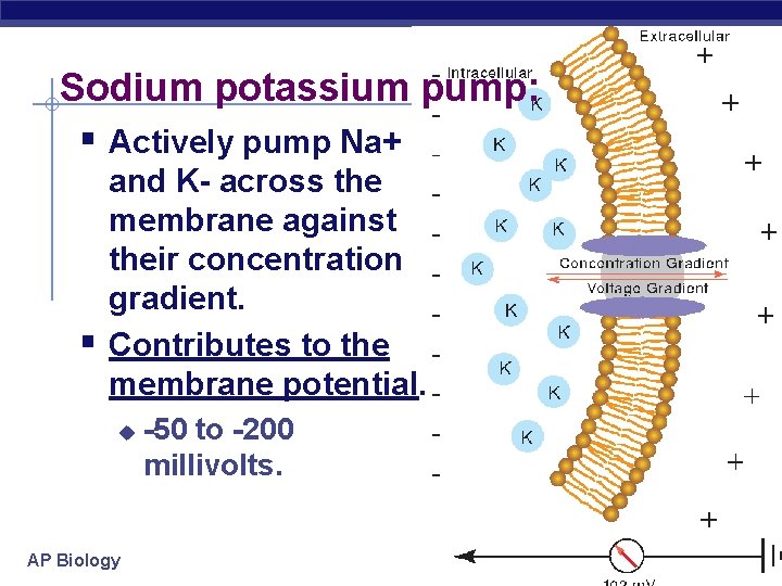 The Cell Membrane AP Biology 2007 2008 Phospholipids