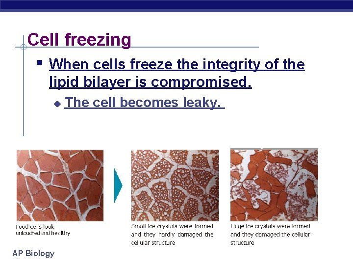 The Cell Membrane AP Biology 2007 2008 Phospholipids