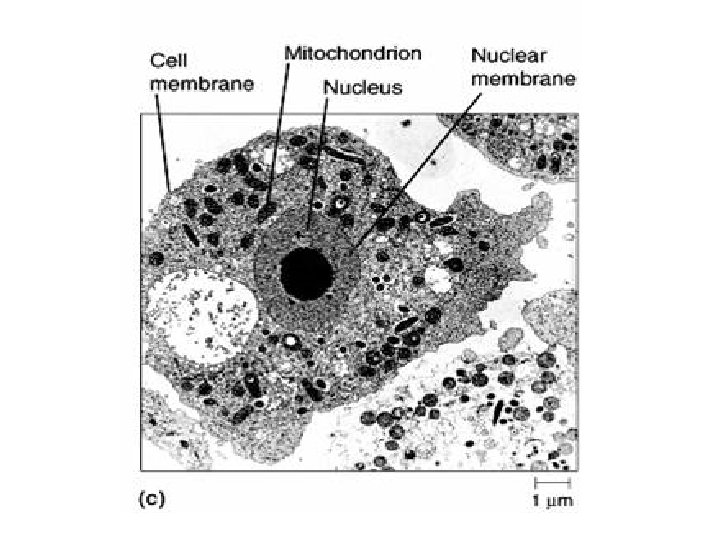 Cells Divisions Bacteria and Archaea Kingdom Monera Prokaryotic