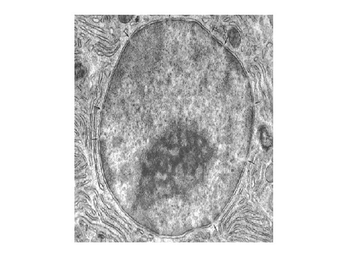 Cells Divisions Bacteria and Archaea Kingdom Monera Prokaryotic