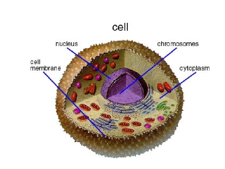 Cells Divisions Bacteria and Archaea Kingdom Monera Prokaryotic