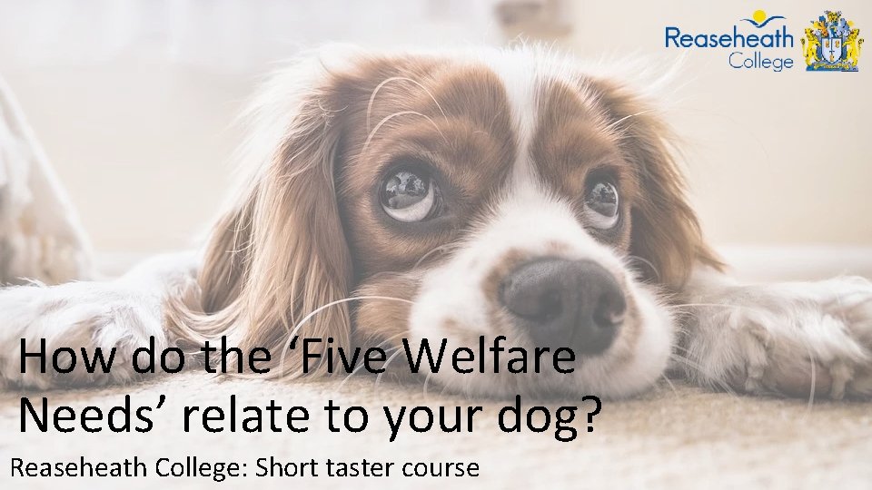 How do the Five Welfare Needs relate to