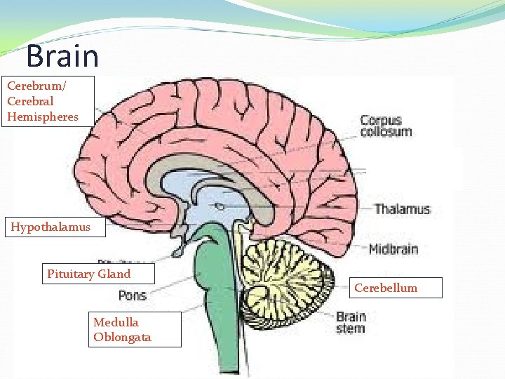 A 2 The Human Brain Development of the