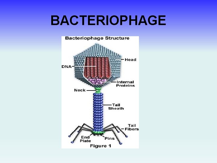 VIRUSES Introduction to Viruses video VIRUSES The Beginnings