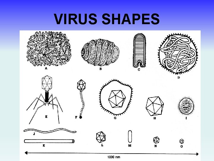 VIRUSES Introduction to Viruses video VIRUSES The Beginnings