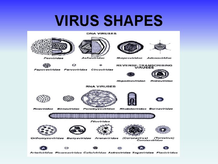 VIRUSES Introduction to Viruses video VIRUSES The Beginnings