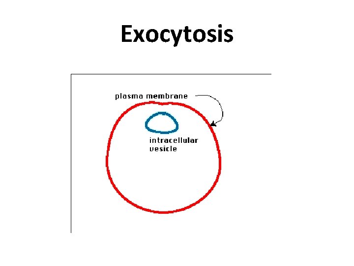 Cell Membrane Cellular Transport Homeostasis the maintenance of